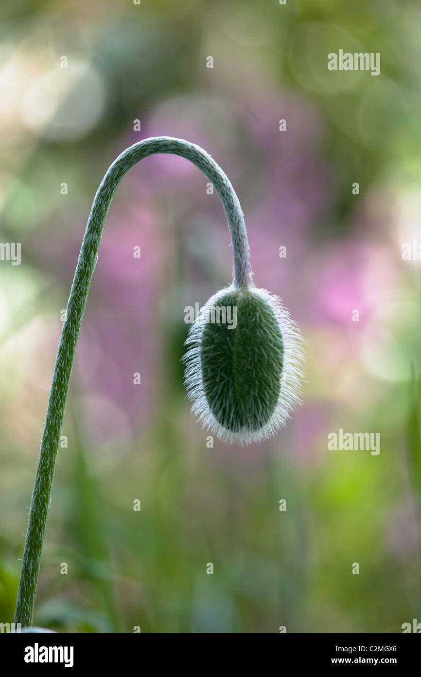 Budling hi-res stock photography and images - Alamy