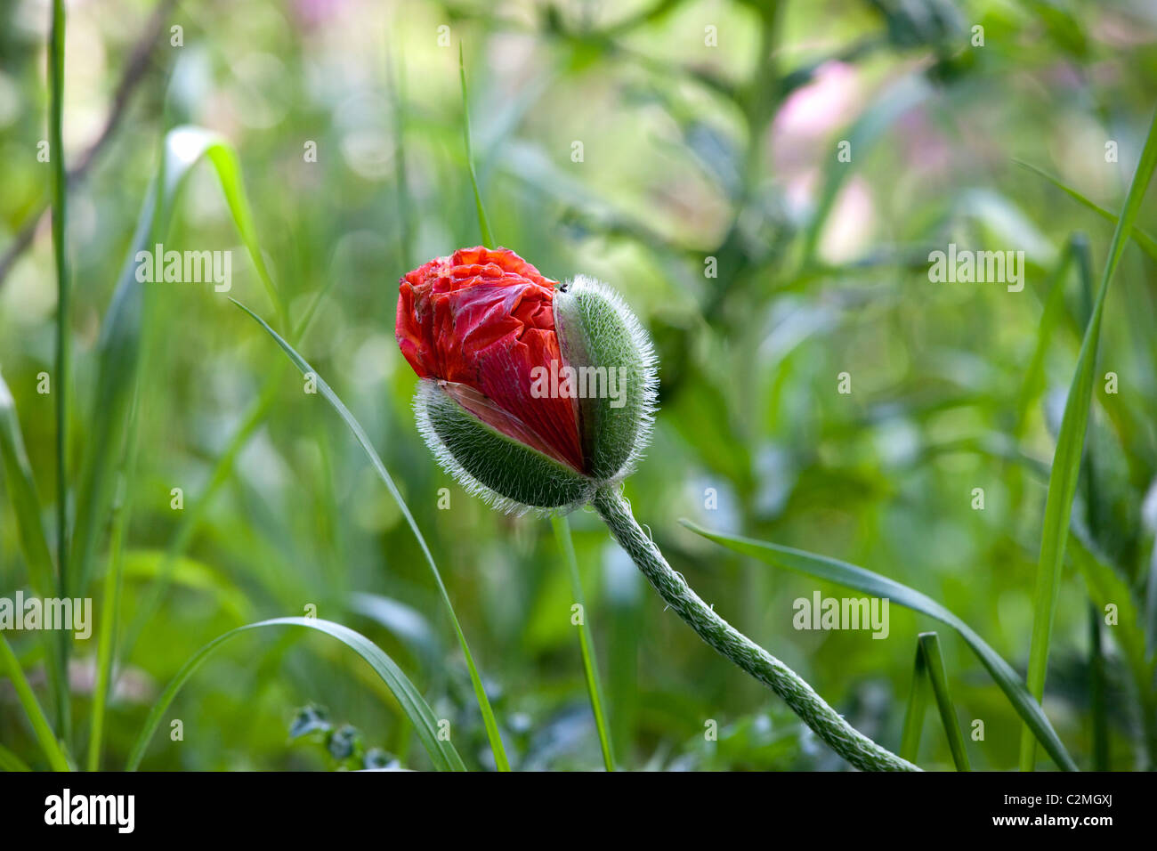 Budling hi-res stock photography and images - Alamy