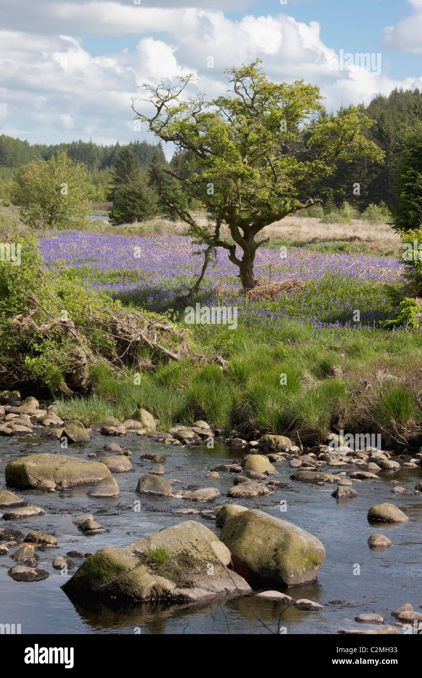 Tree And Rocks Stock Photo - Alamy