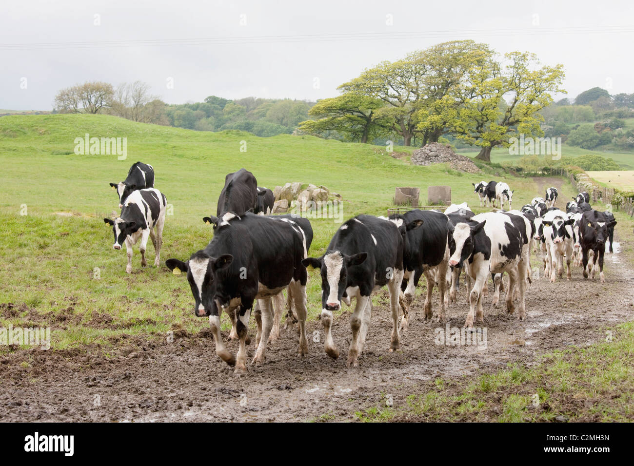 Cattle Walking On A Path Stock Photo - Alamy