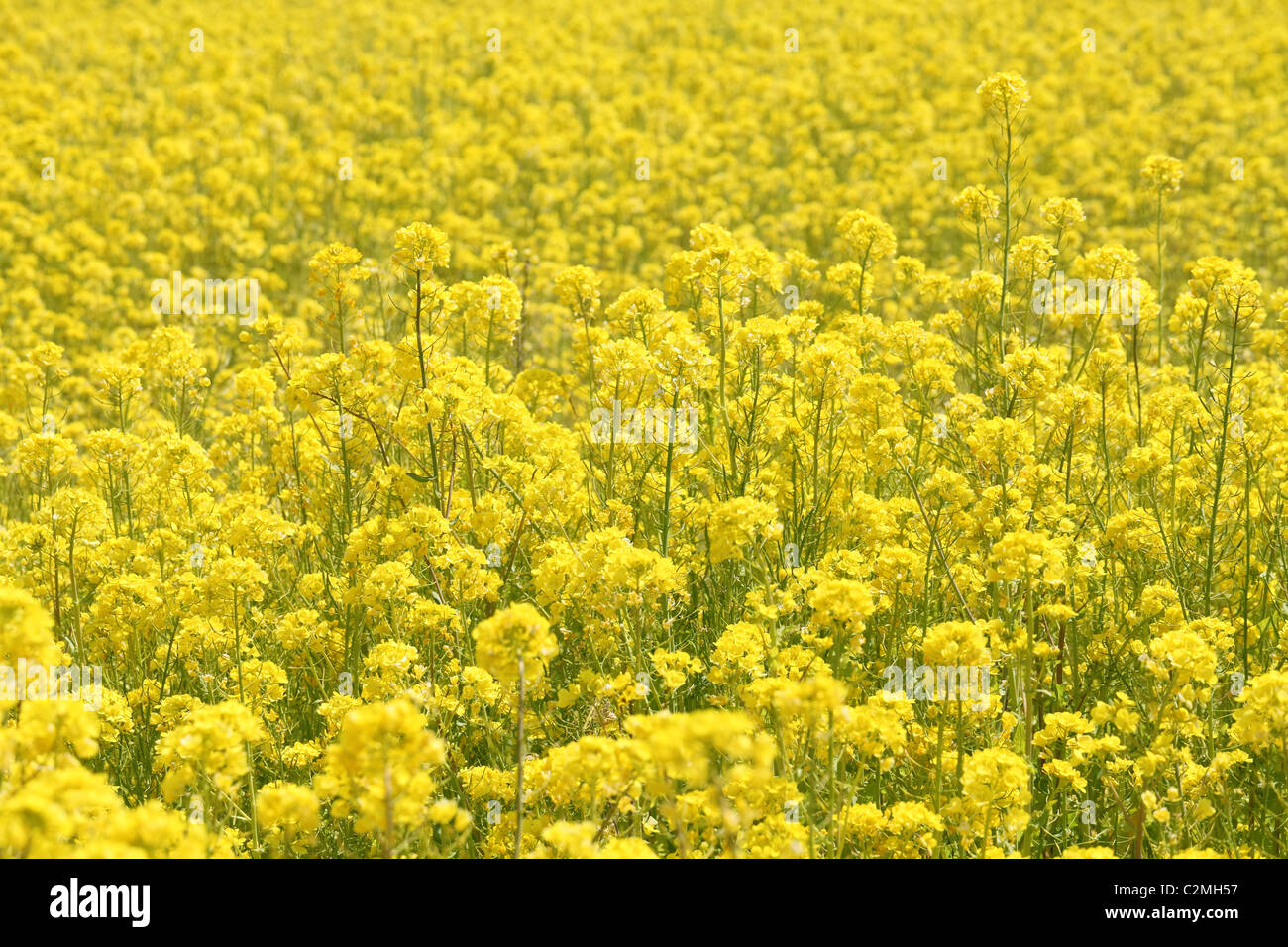 Summer day rapeseed crop farming hi-res stock photography and images ...