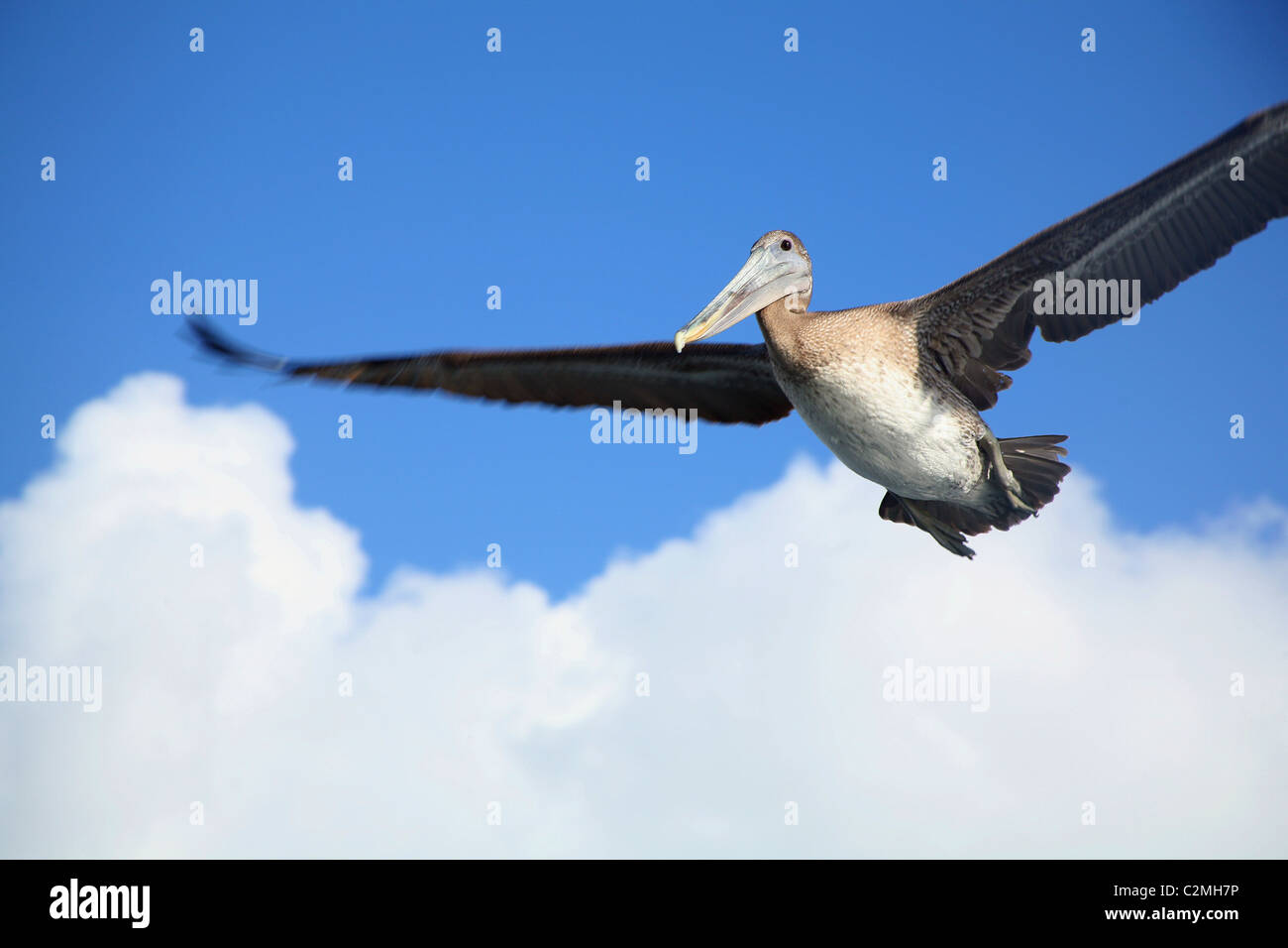Pelican In Flight Stock Photo - Alamy
