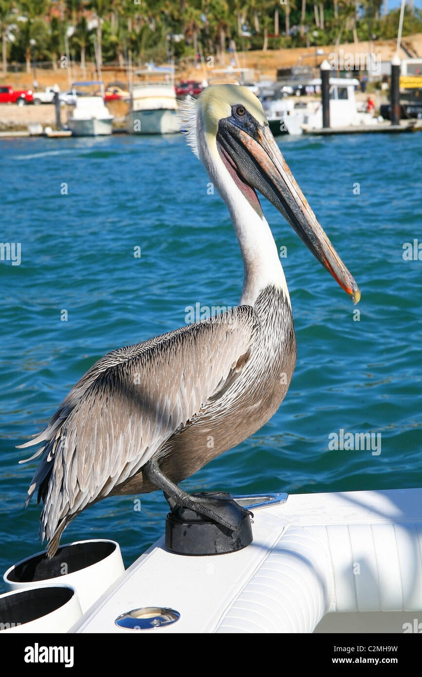 Pelican sitting on boat hi-res stock photography and images - Alamy