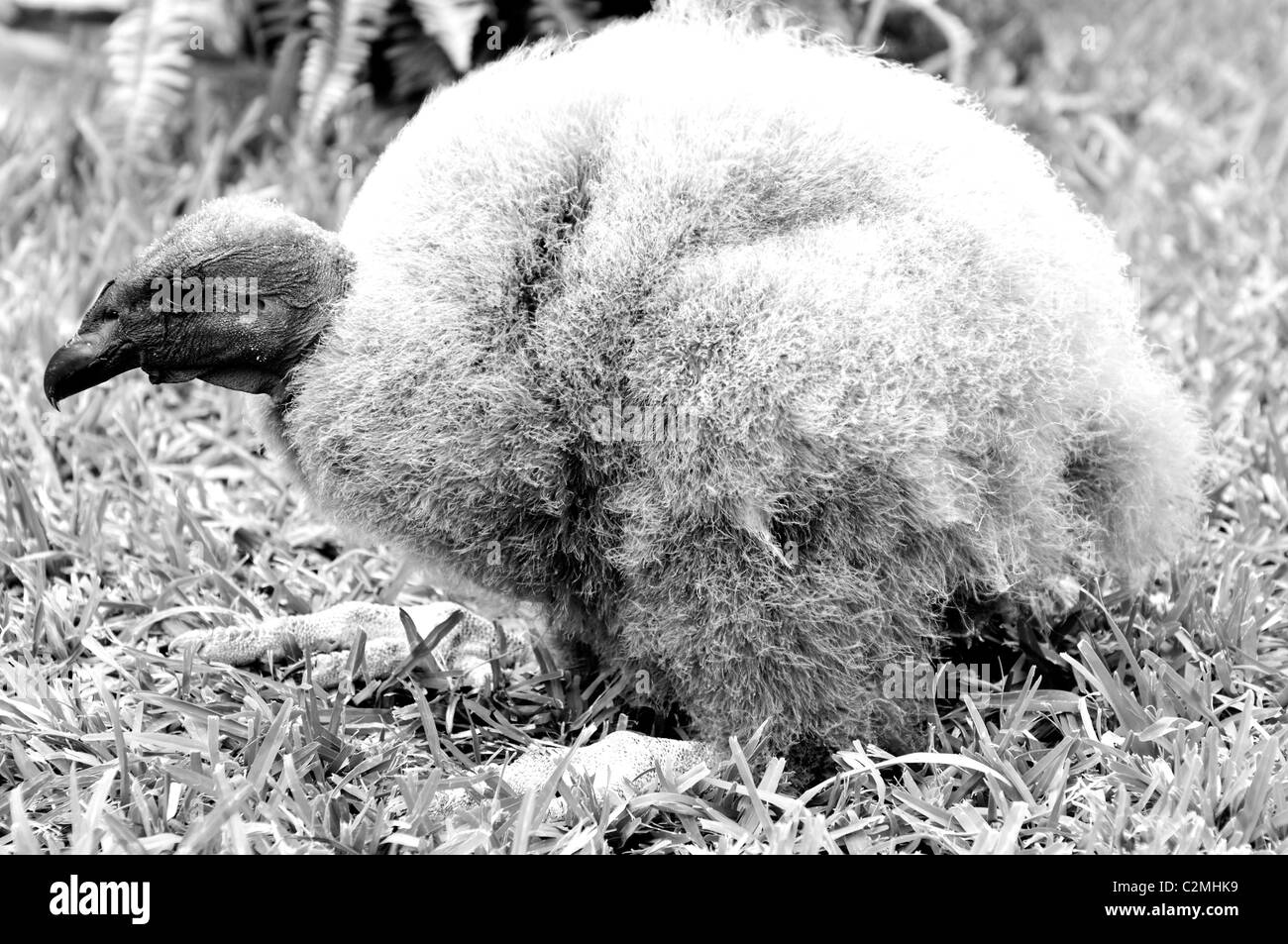 California condor baby hi-res stock photography and images - Alamy