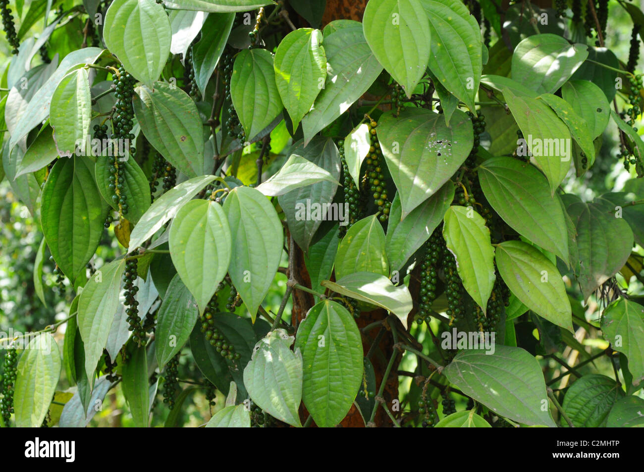 Kerala pepper spices hi-res stock photography and images - Alamy