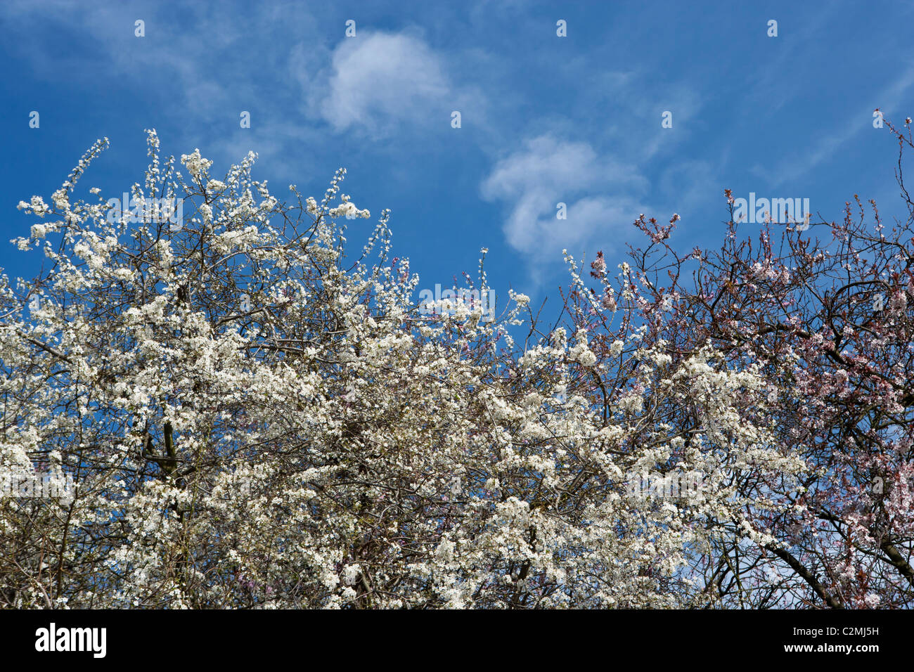 Garden Park Spring London England Nature flower Stock Photo - Alamy