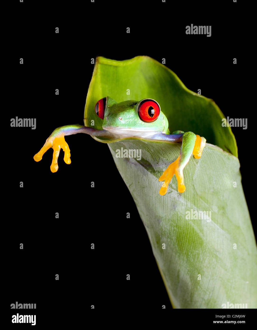 Perched in banana tree hi-res stock photography and images - Alamy