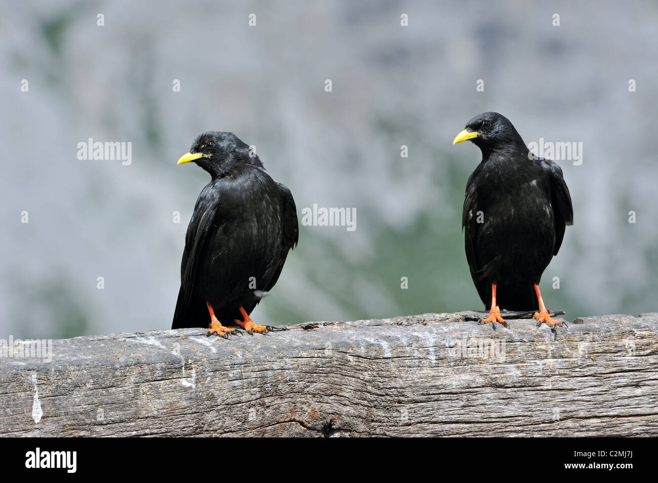 Alpine Choughs / Yellow-billed Choughs (Pyrrhocorax graculus) perched ...