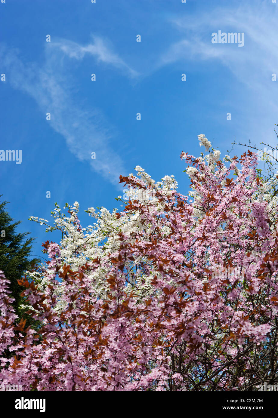 Garden Park Spring London England Nature flower Stock Photo - Alamy