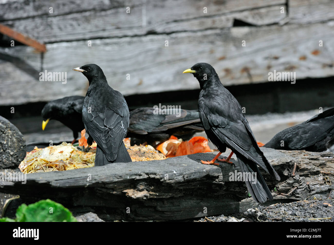 Chough bird hi-res stock photography and images - Alamy