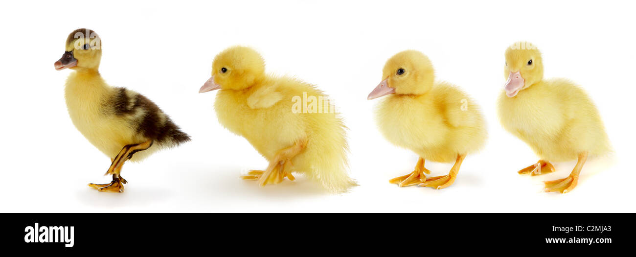 Three yellow ducklings following a brown one Stock Photo - Alamy