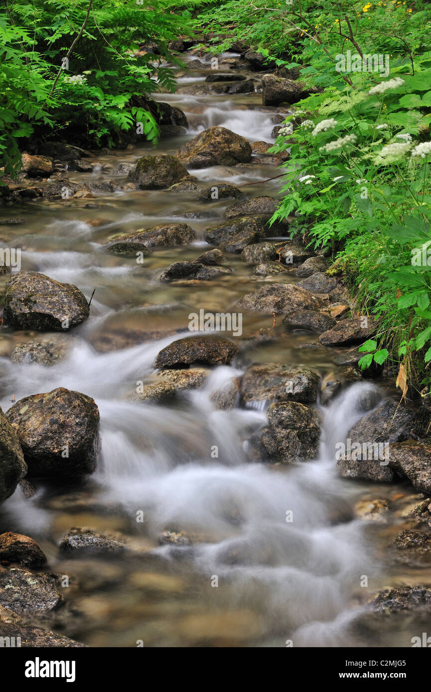 Brook in forest hi-res stock photography and images - Alamy