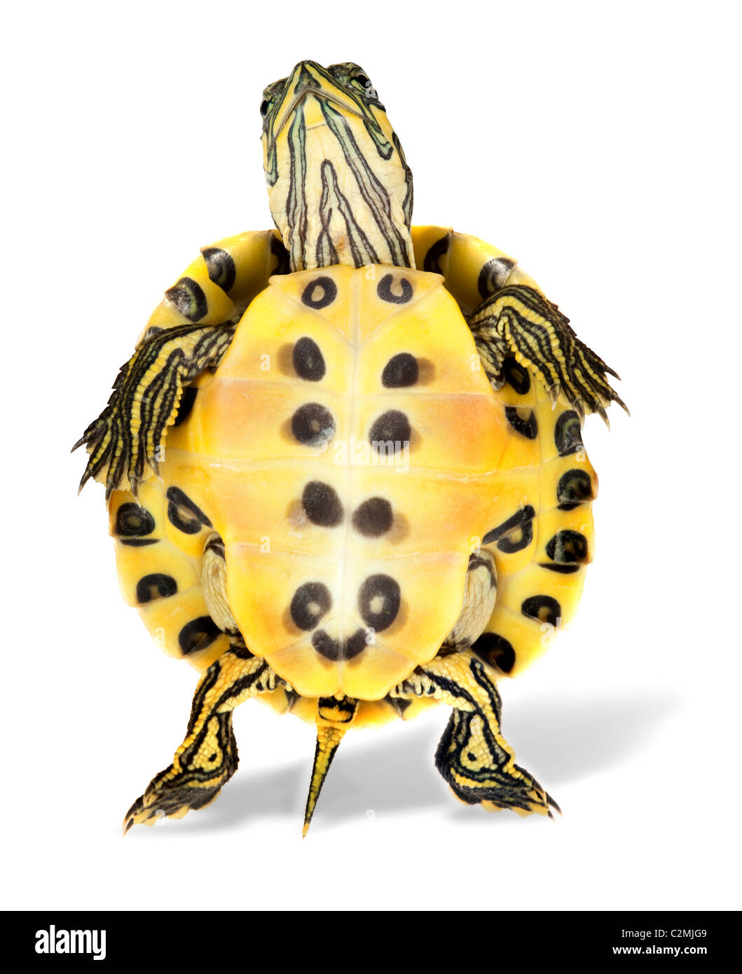 Tortoise funny hi-res stock photography and images - Alamy