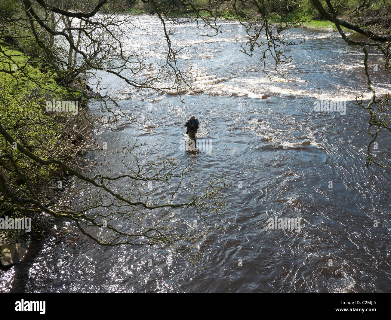 Fly Fisherman wading upstream on the River Ribble at Mitton, Clitheroe ...