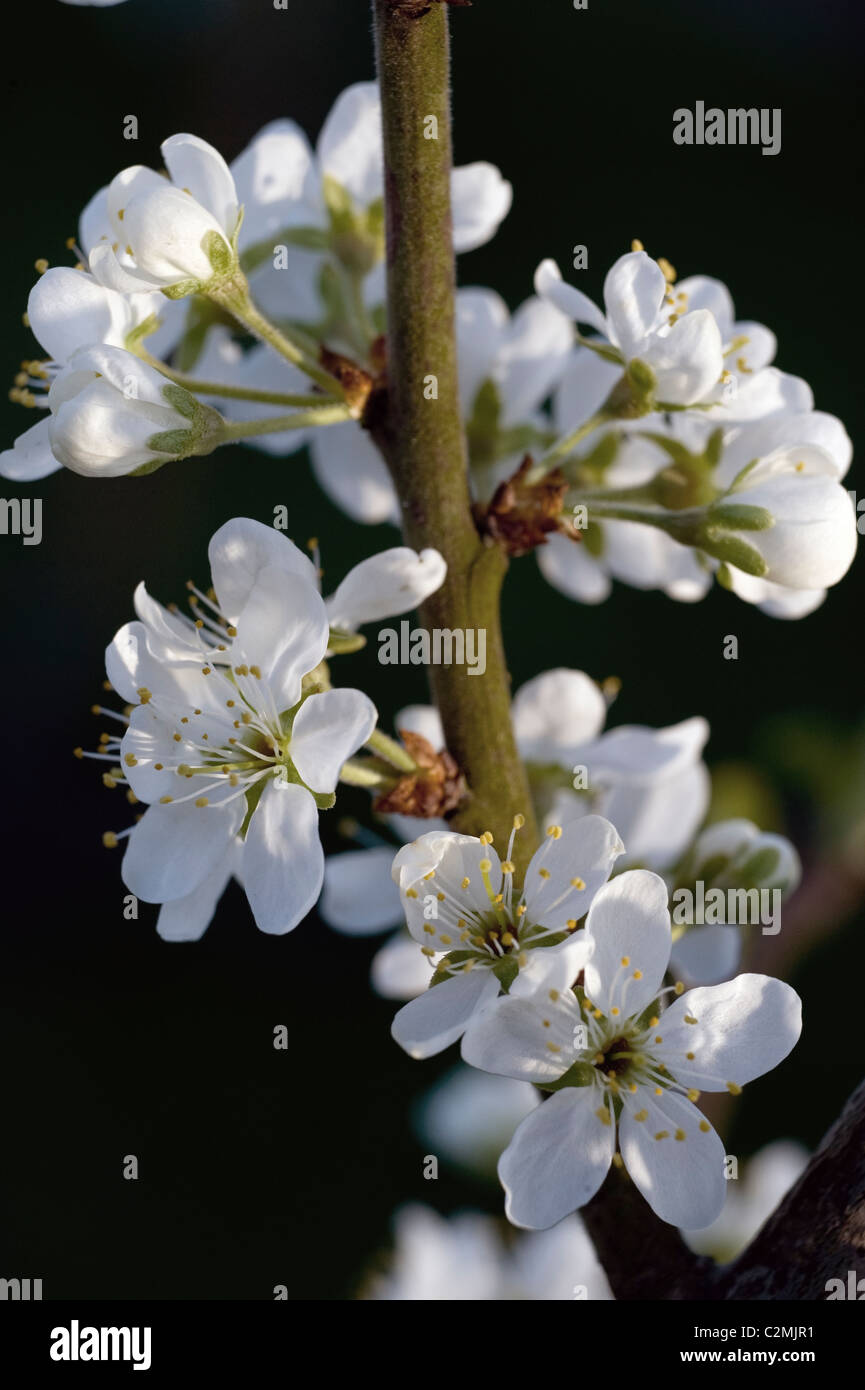 Damson flower hi-res stock photography and images - Alamy