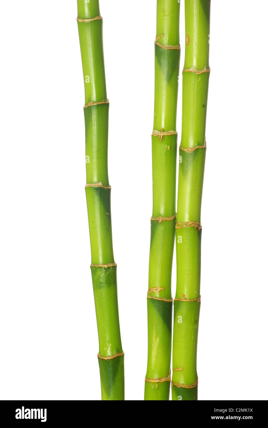 green bamboo isolated on a white background Stock Photo - Alamy