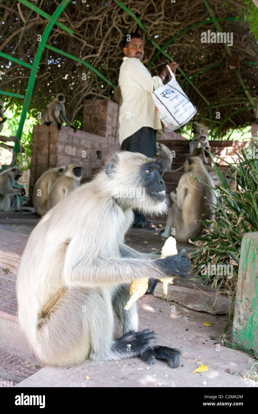 Feeding langur in Mandore, the old capital of the Rathore kings of ...