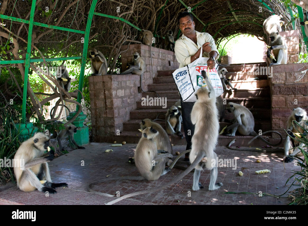 Feeding langur in Mandore, the old capital of the Rathore kings of ...