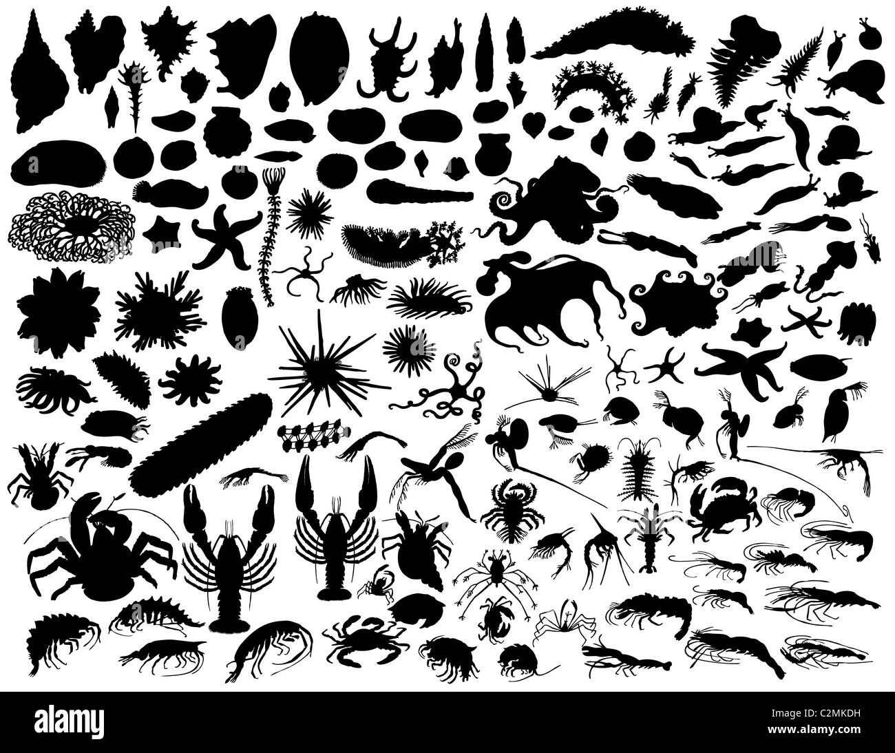 Big vector collection of different mollusks and other invertebrates ...