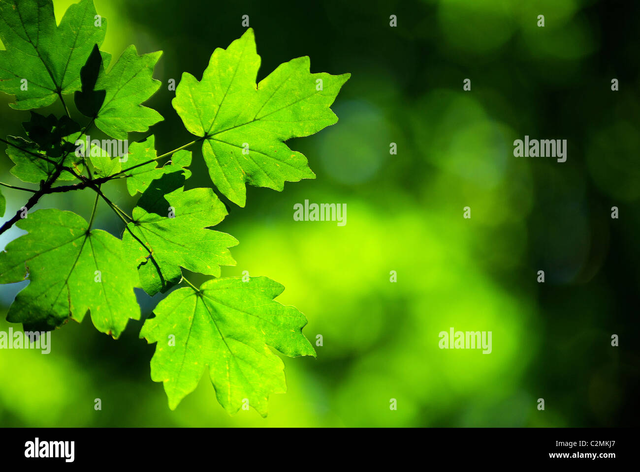 spring green leaves background in a sunny day Stock Photo - Alamy
