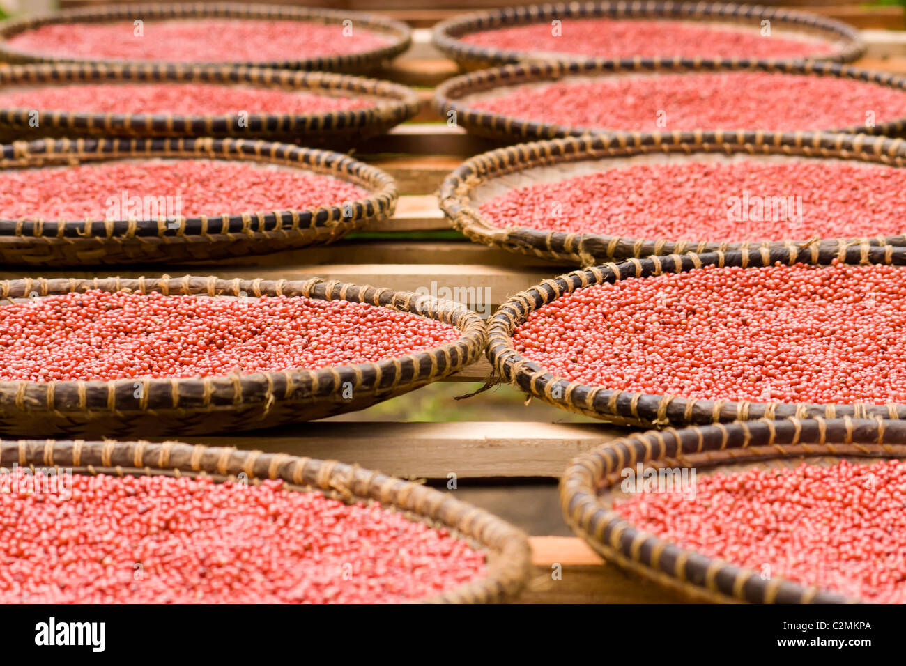 Florida holly hi-res stock photography and images - Alamy