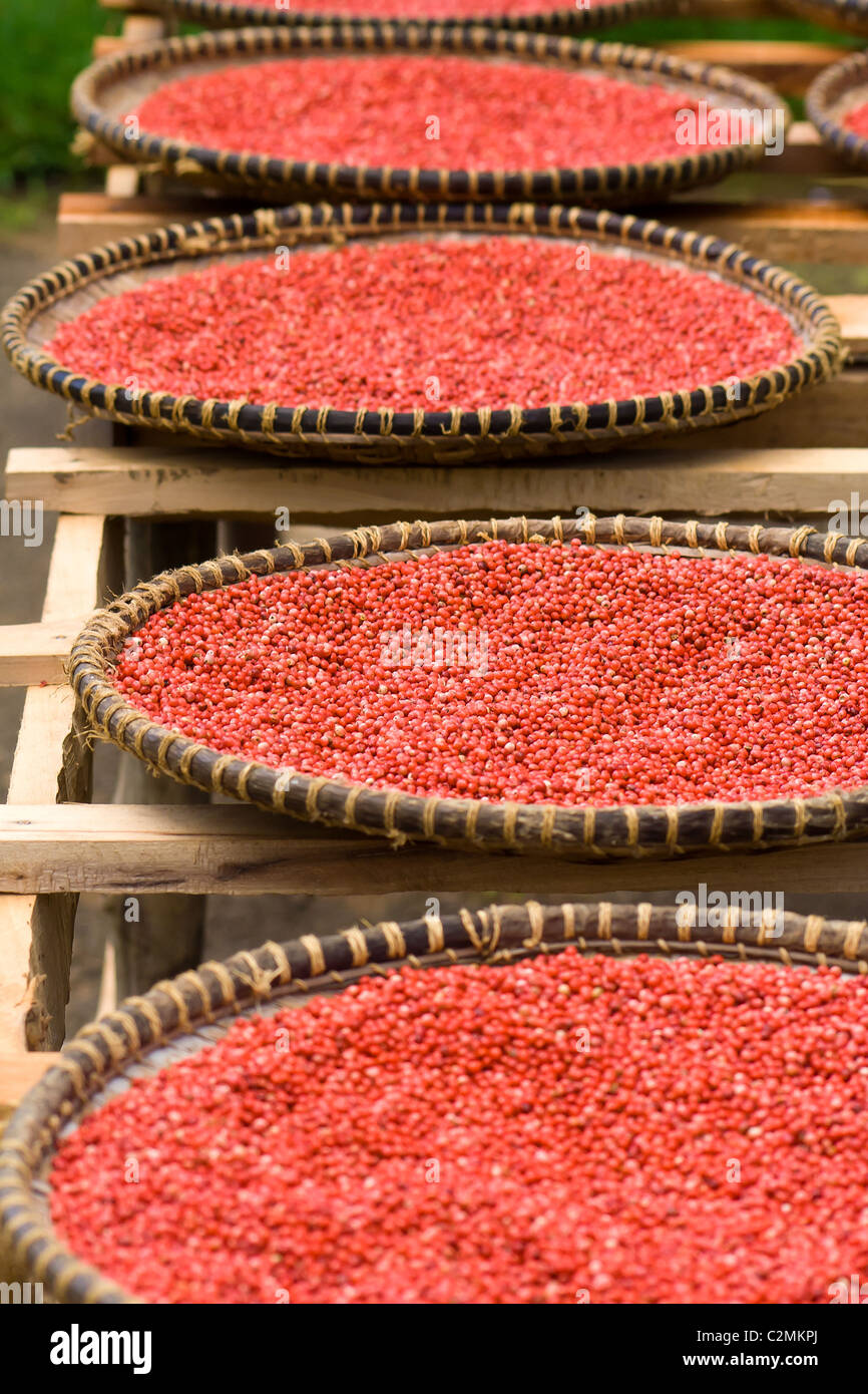 Florida holly hi-res stock photography and images - Alamy