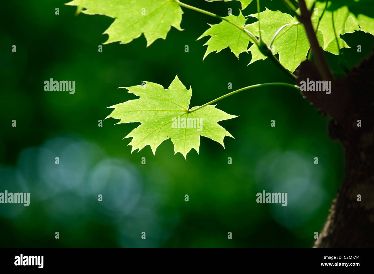 Green maple leaves Stock Photo - Alamy