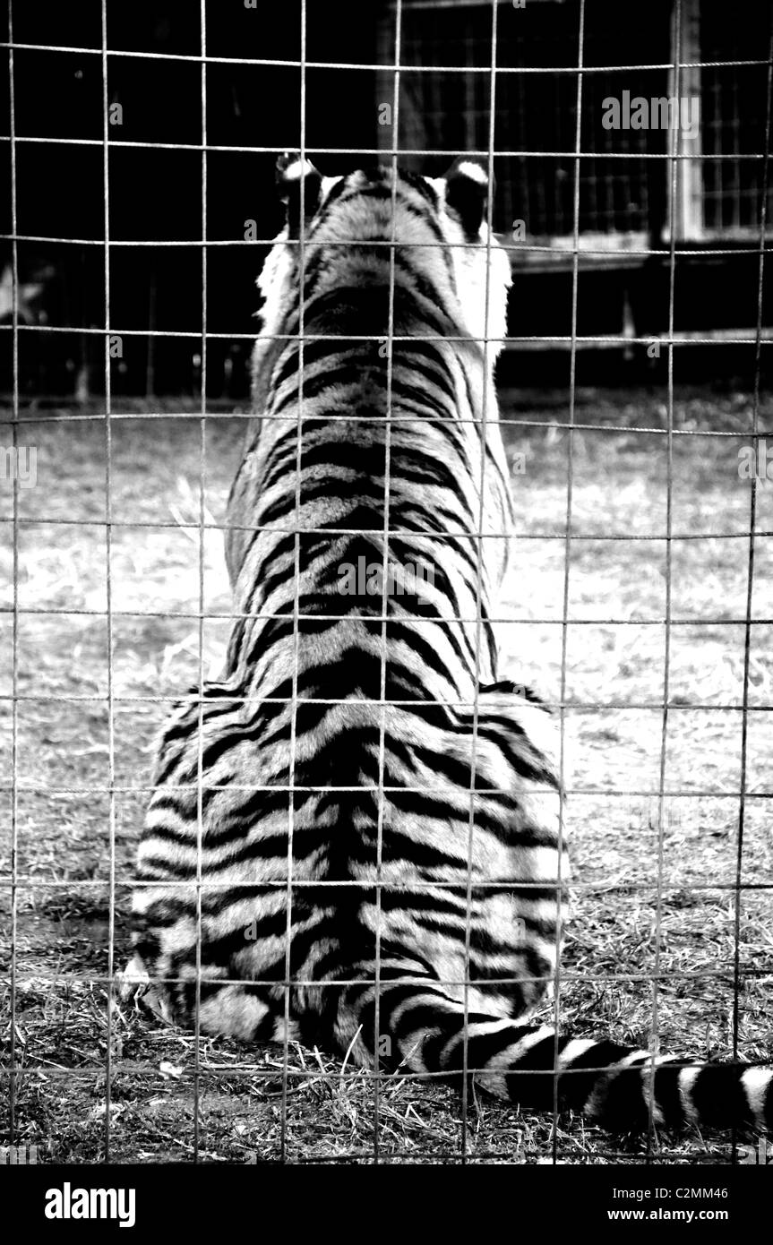 Circus safety net hi-res stock photography and images - Alamy