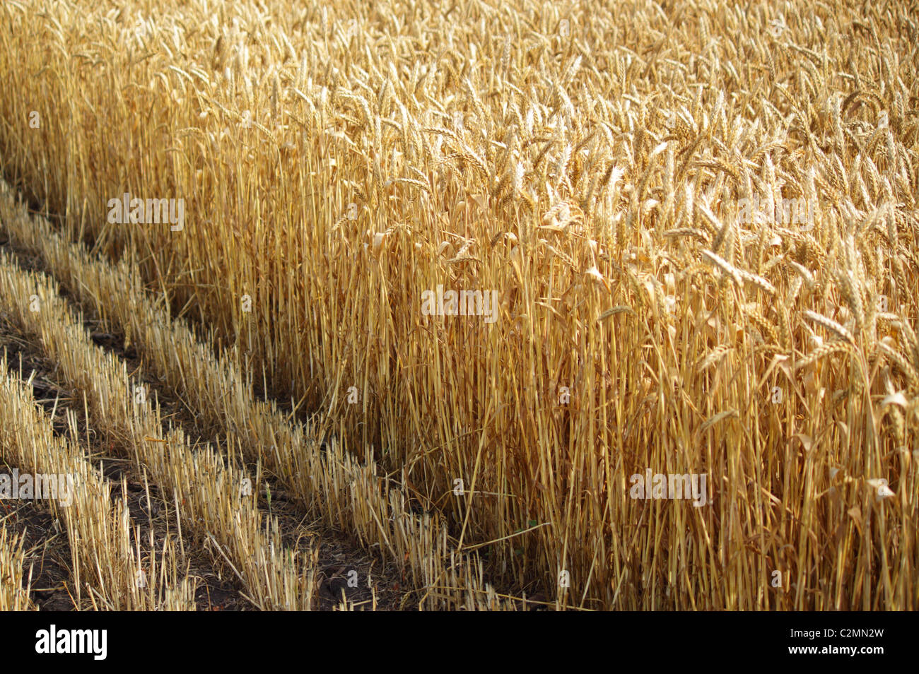 Gold wheat field growth hi-res stock photography and images - Alamy
