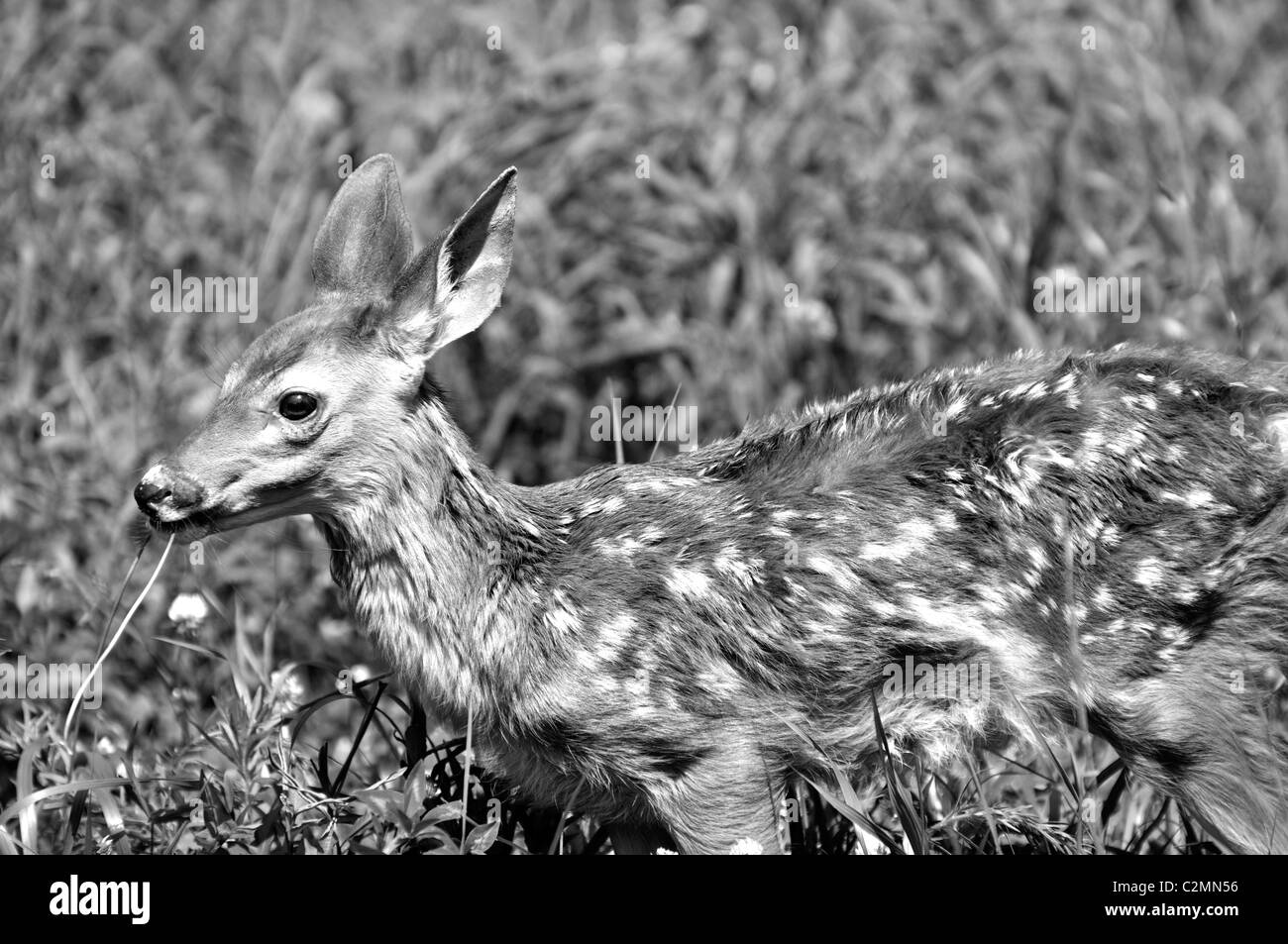 Black and fawn hi-res stock photography and images - Alamy
