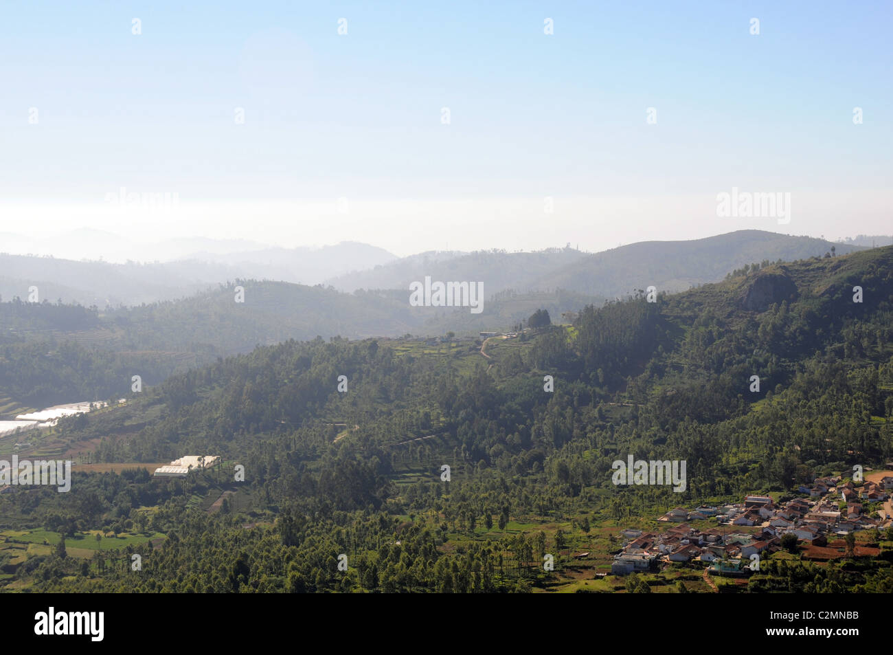 Nilgiri tree hi-res stock photography and images - Alamy