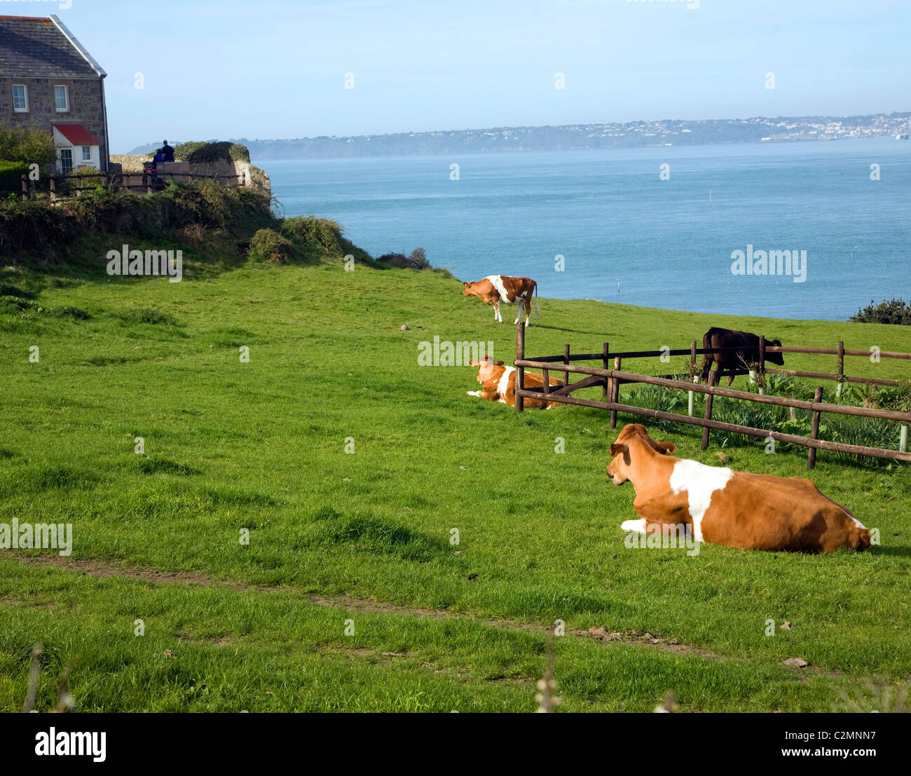 Guernsey cattle graze field Herm island Channel islands Stock Photo - Alamy