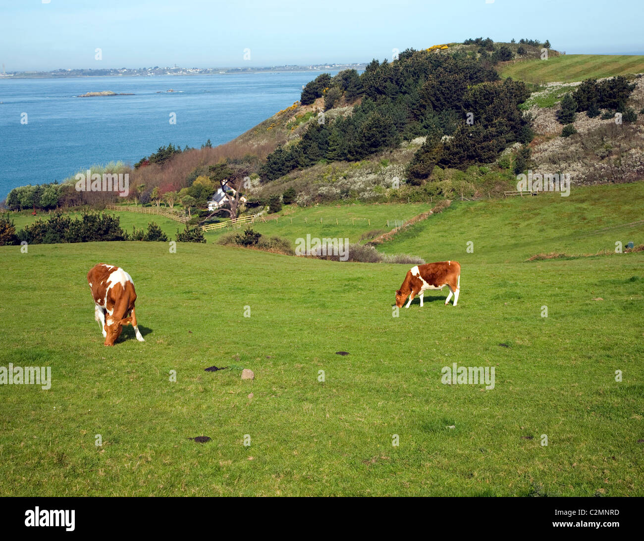 Guernsey cattle graze field Herm island Channel islands Stock Photo - Alamy