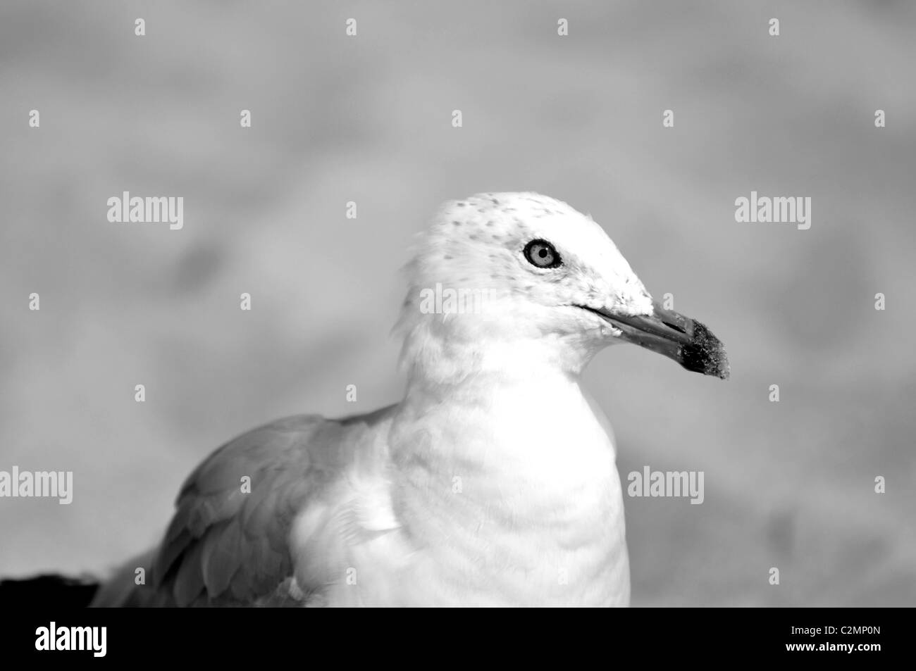 Black and white of seagulls hi-res stock photography and images - Alamy