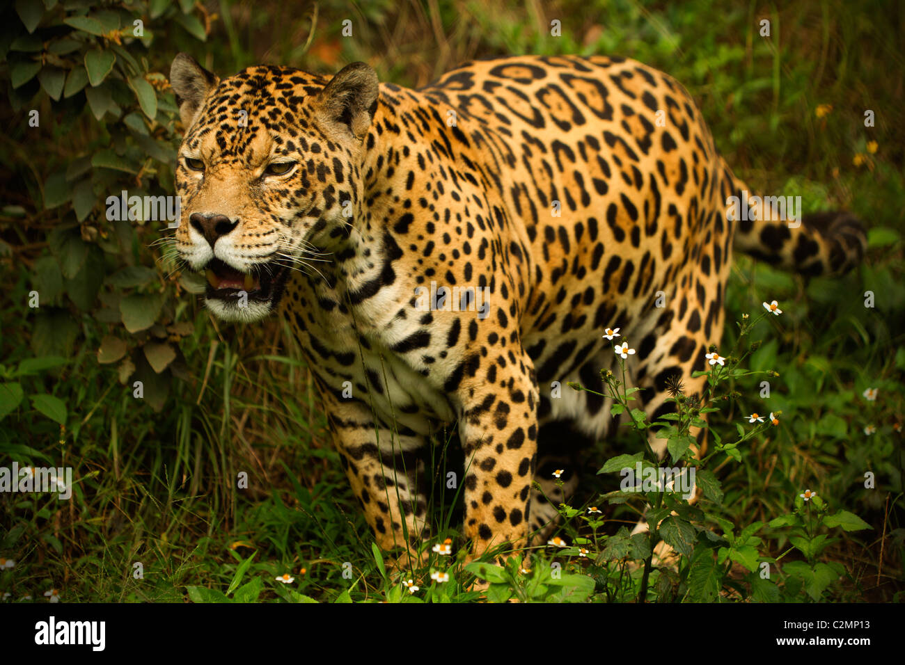 Large Male Jaguar Shoot In The Wild Ecuadorian Amazonia Stock Photo - Alamy