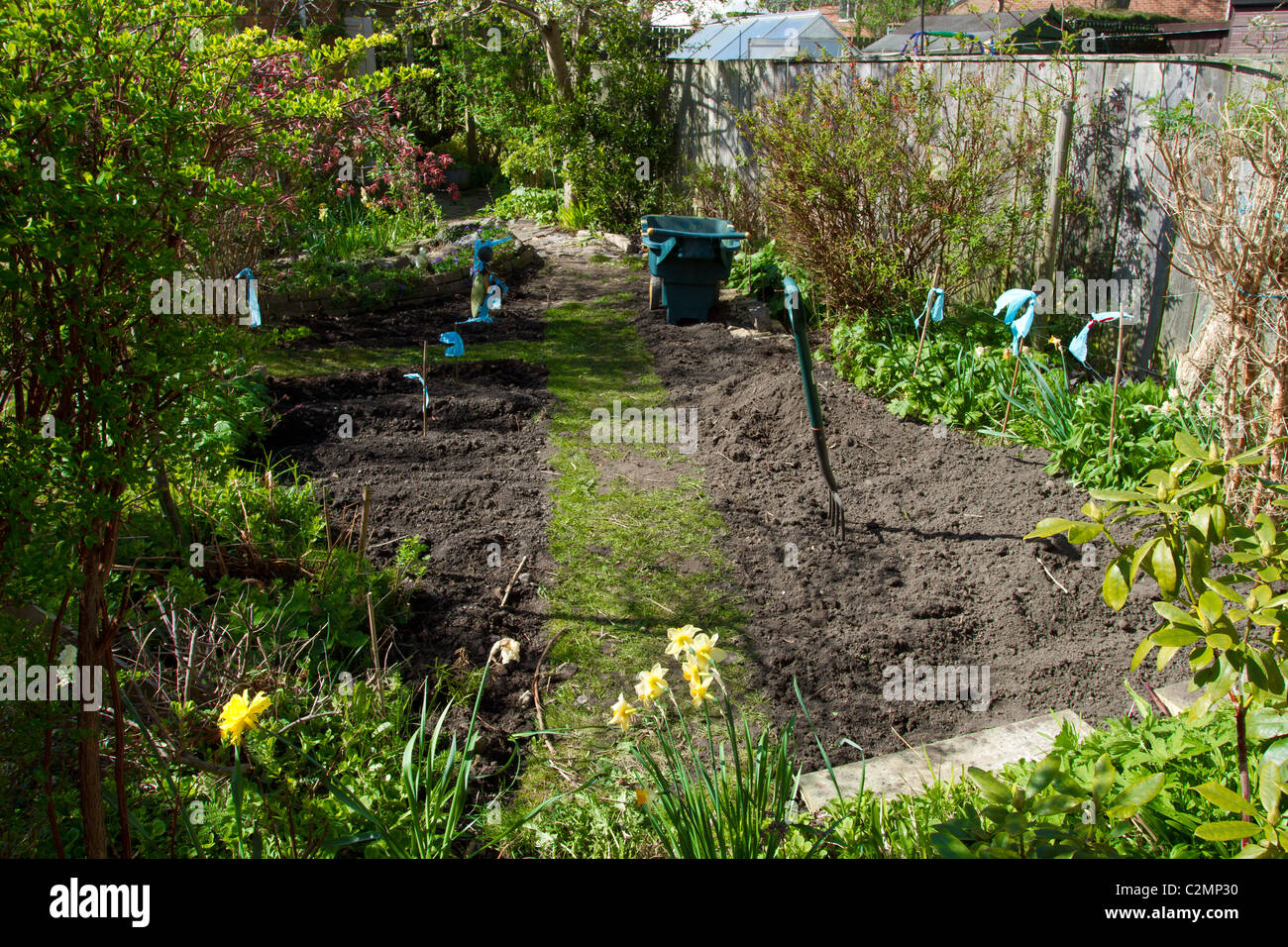 sowing seeds in Urban vegetable patch in domestic english garden Stock ...
