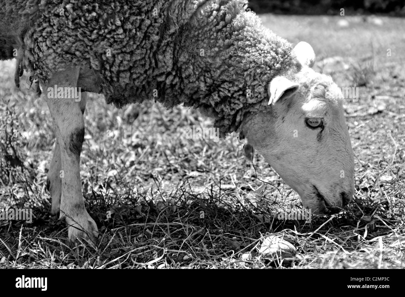 B&w sheep hi-res stock photography and images - Alamy