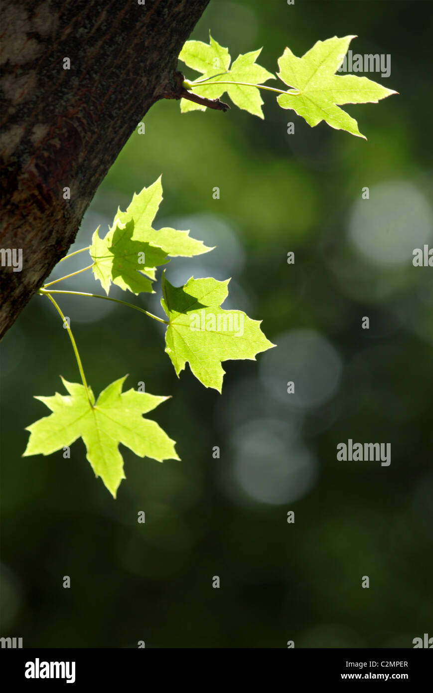 Green maple leaves Stock Photo - Alamy
