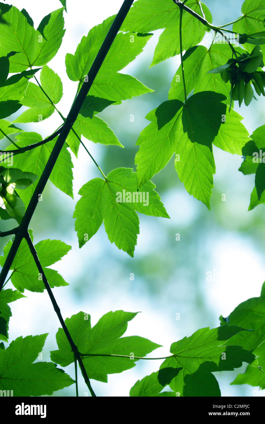 Green maple leaves Stock Photo - Alamy
