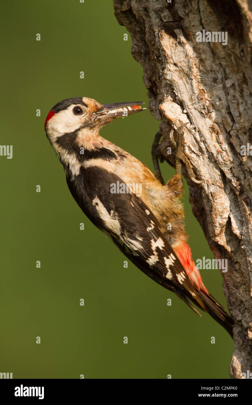 Dendrocopus High Resolution Stock Photography and Images - Alamy