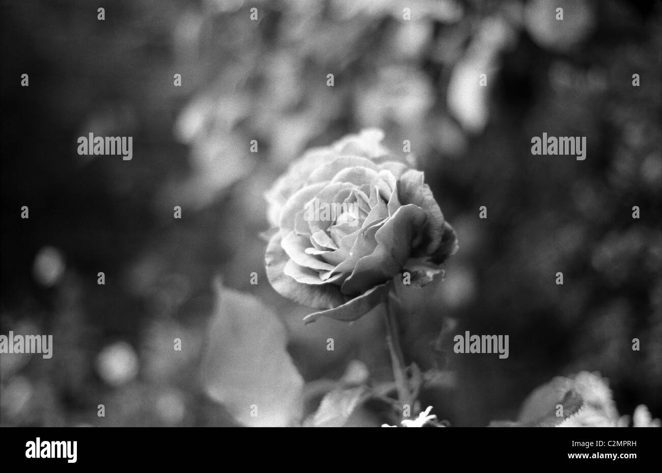 English wild flowers Black and White Stock Photos & Images - Alamy