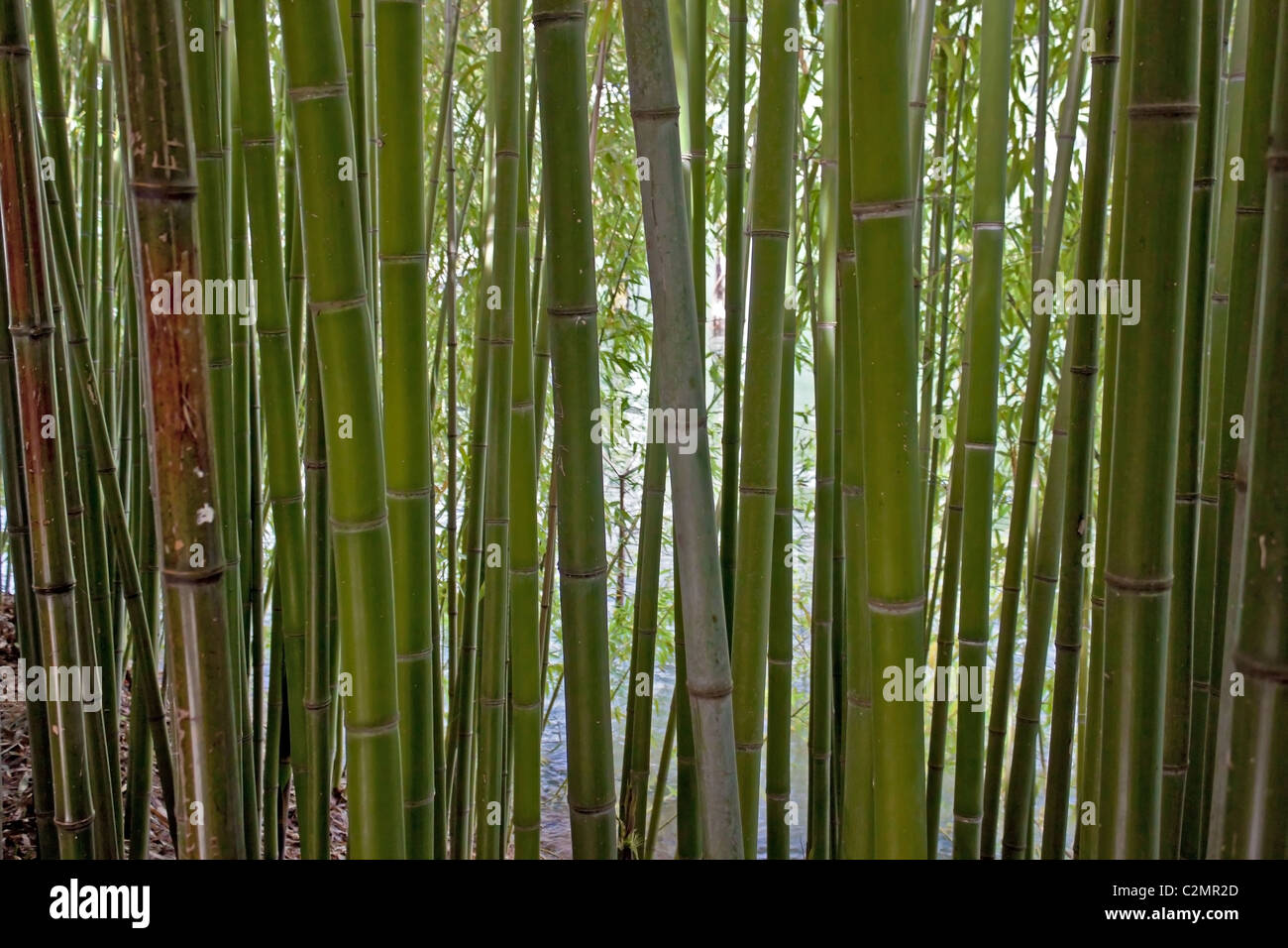 Bamboo in lake green hi-res stock photography and images - Alamy