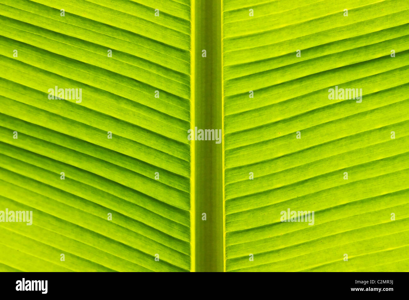 Banana leaf hi-res stock photography and images - Alamy