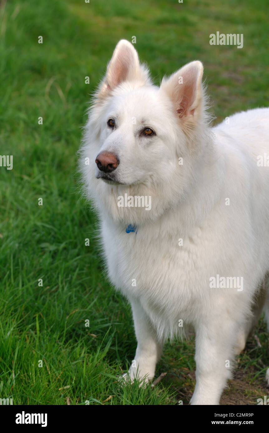 A white female German Shepherd dog Stock Photo - Alamy