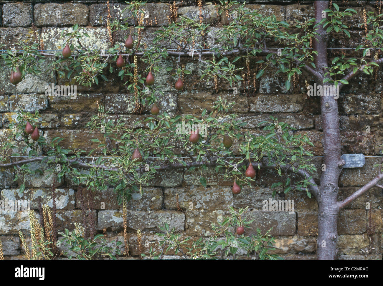 Stone wall and espalier pear tree in a garden Stock Photo - Alamy