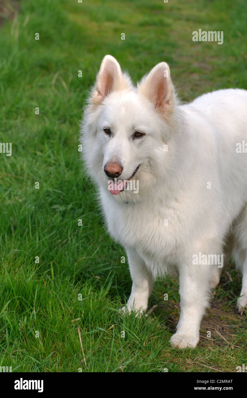 A white female German Shepherd dog Stock Photo - Alamy