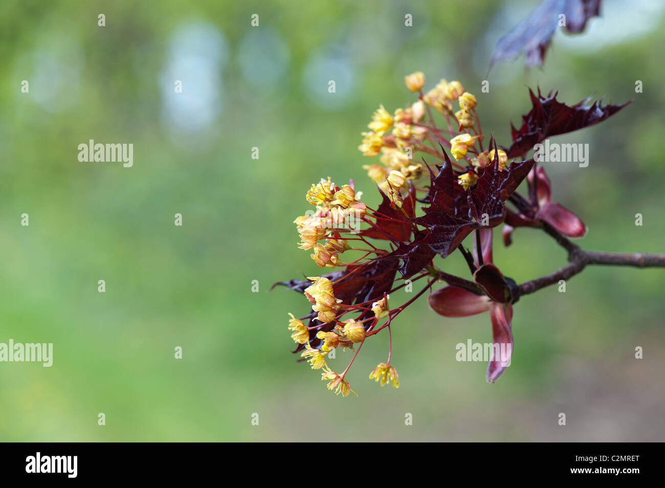 Acer Platanoides 'Goldsworth purple'. Norway Maple tree in flower. UK ...