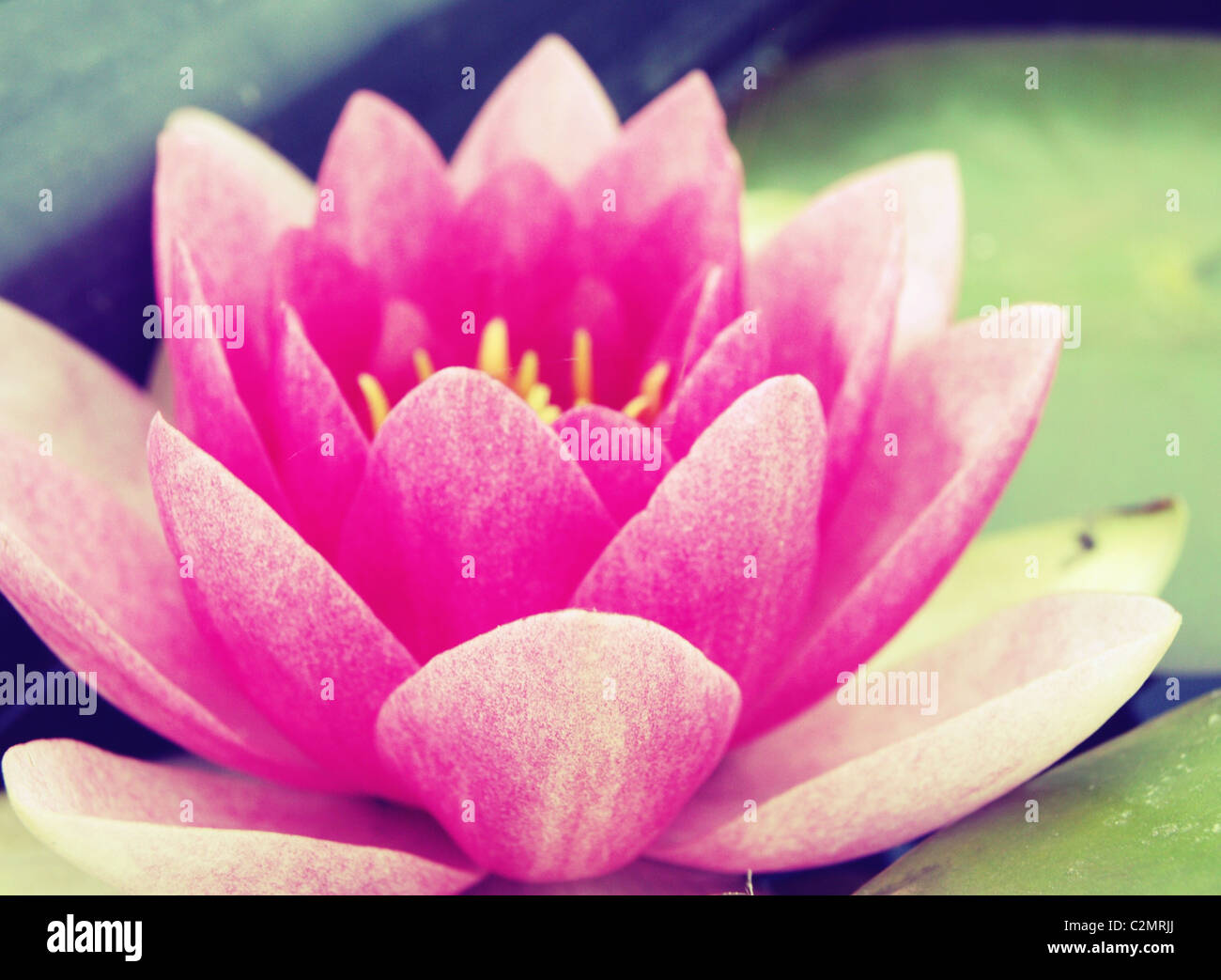 Pink water lily Stock Photo - Alamy
