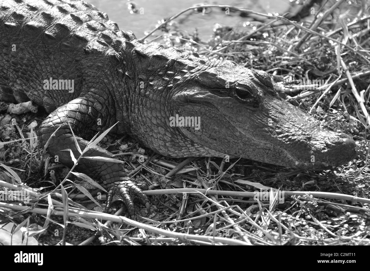 Florida crocodile hi-res stock photography and images - Alamy