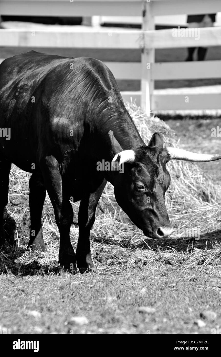 Bull head horns hi-res stock photography and images - Alamy
